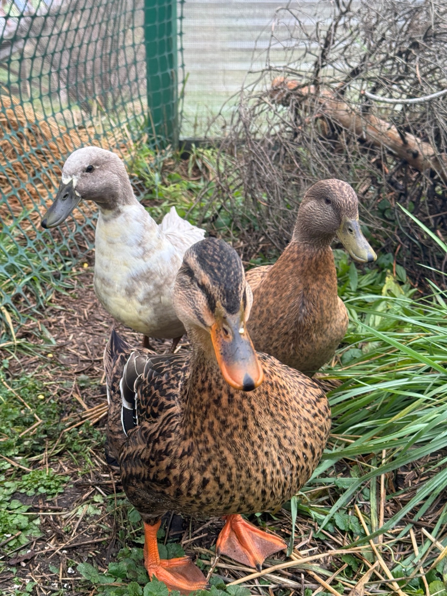 BTS at Loving Farm: Happy Solstice! – Loving Farm